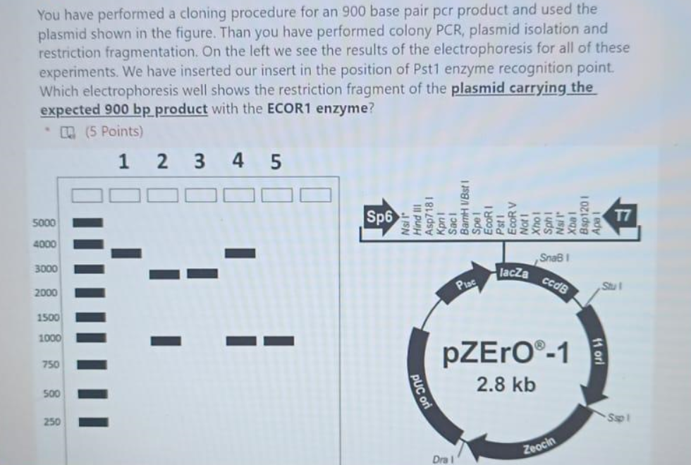 Solved You have performed a cloning procedure for an 900 | Chegg.com