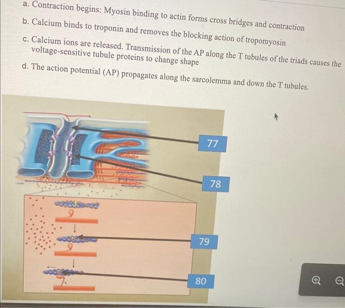Solved a. Contraction begins: Myosin binding to actin forms | Chegg.com