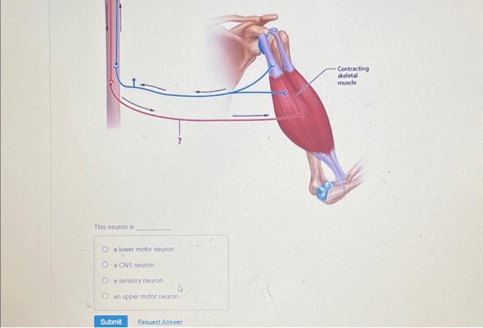 Solved This neuron is ? O a lower motor neuron O a CNS | Chegg.com