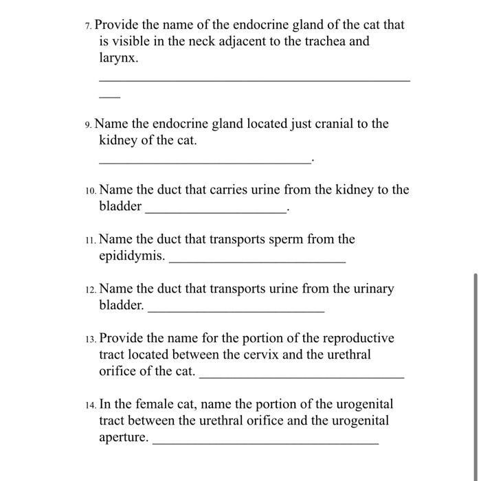 Solved 7. Provide the name of the endocrine gland of the cat | Chegg.com