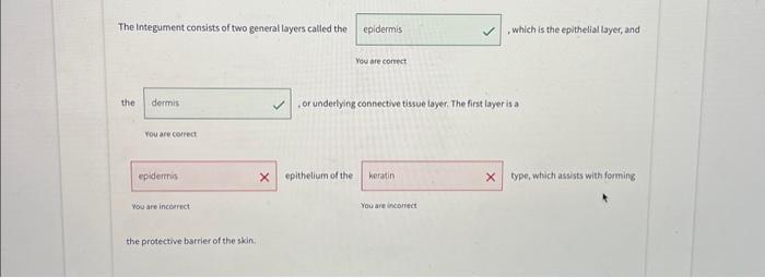 Solved The integument consists of two general layers called | Chegg.com