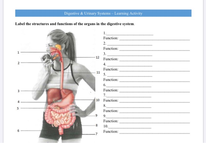 Solved Digestive & Urinary Systems -- Learning Activity | Chegg.com