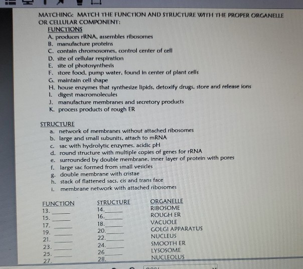 Solved MATCHING: MATCH THE FUNCTION AND STRUCTURE WITH THE | Chegg.com