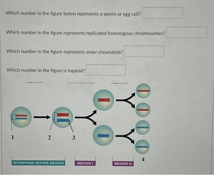 Solved Which number in the figure below represents a sperm | Chegg.com