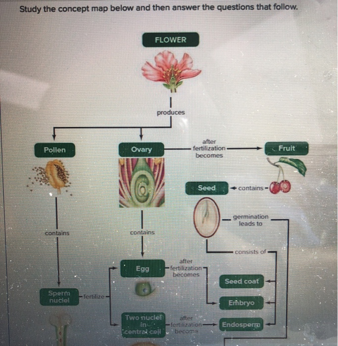 Solved Study the concept map below and then answer the | Chegg.com
