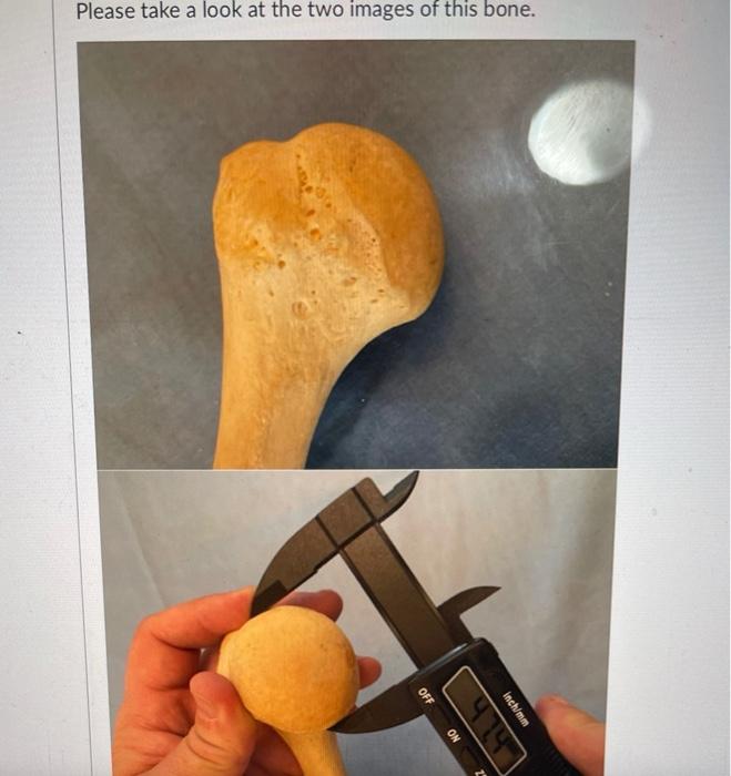Solved Please take a look at the two images of this bone. | Chegg.com