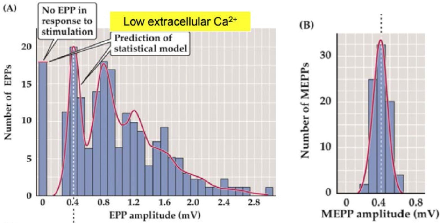 Solved Because neurotransmitter release is quantal and well | Chegg.com