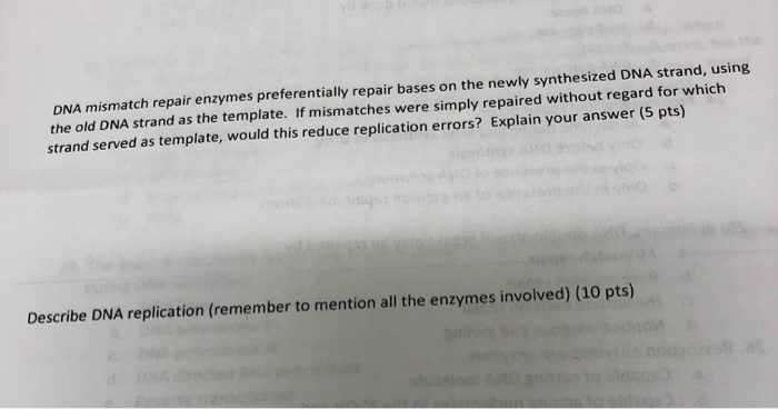 Solved DNA mismatch repair enzymes preferentially repair | Chegg.com