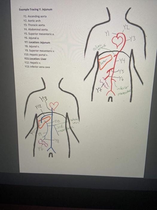 Blood Tracing and Map (50 pts): For the 4 locations | Chegg.com