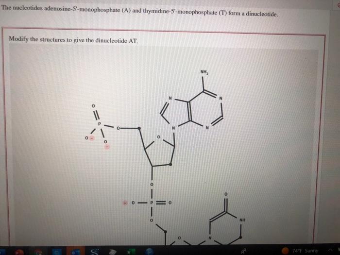 The nucleotides adenosine-5'-monophosphate (A) and | Chegg.com