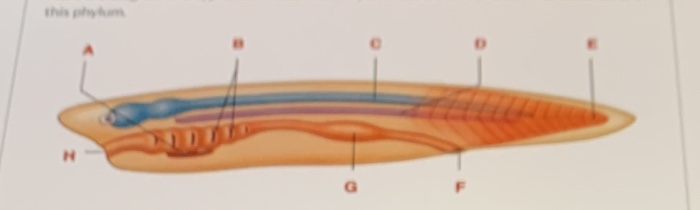 Solved here is a diagram of a chordate. identify and name | Chegg.com