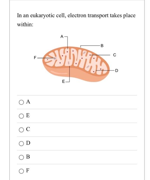 Solved In an eukaryotic cell, electron transport takes place | Chegg.com