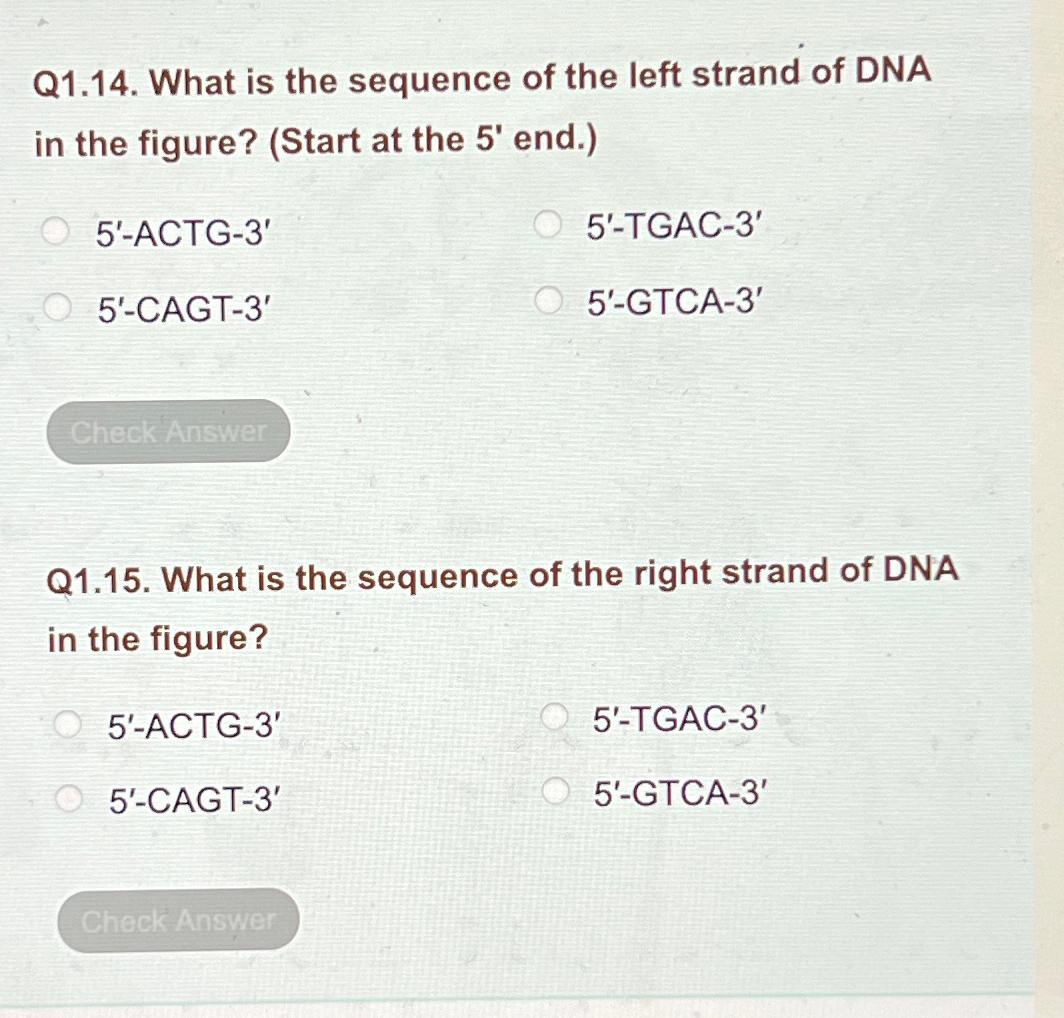Solved Q1.14. ﻿What is the sequence of the left strand of | Chegg.com