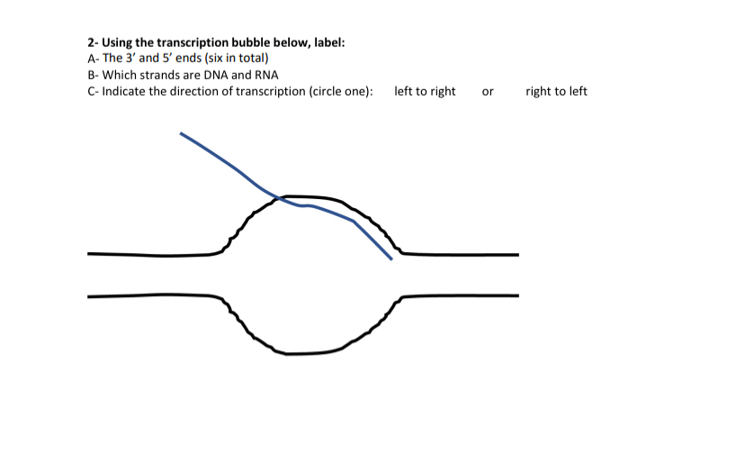 Solved 2- ﻿Using the transcription bubble below, label:A- | Chegg.com