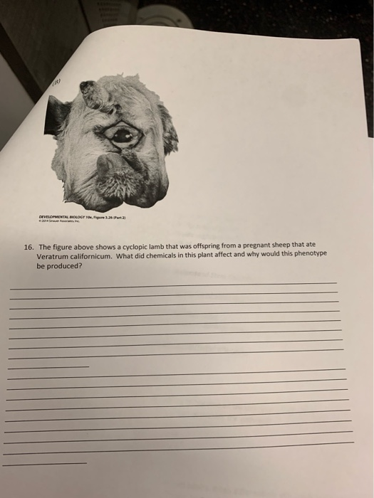 Solved 16. The figure above shows a cyclopic lamb that was | Chegg.com