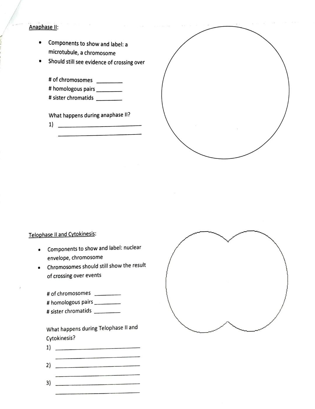 Solved Meiosis Worksheet Illustrate the steps of meiosis | Chegg.com