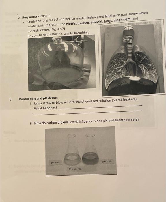 2. Respiratory System a study the lung model and bell | Chegg.com