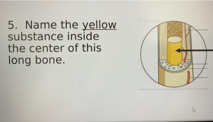 Solved 5. Name the yellow substance inside the center of | Chegg.com