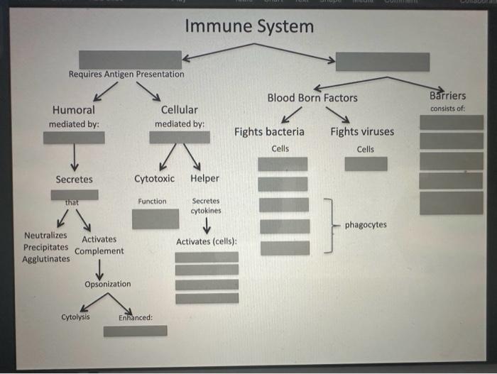 Solved Immune System | Chegg.com