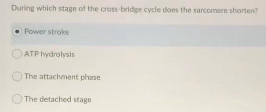 Solved During which stage of the cross-bridge cycle does the | Chegg.com
