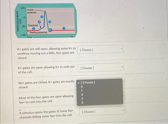 K+ gates are still open, allowing some K+ to continue | Chegg.com
