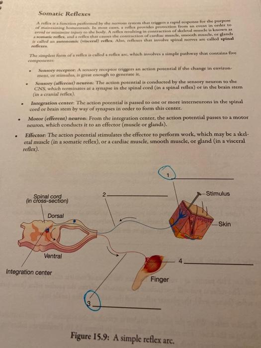 Solved Somatic Reflexes - Arutleita pored by the nervous | Chegg.com