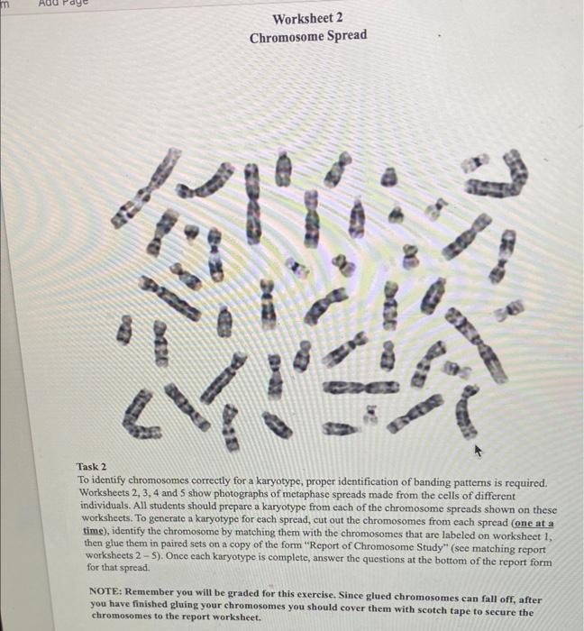 [Solved]: please label the chromsomes and tell me the right