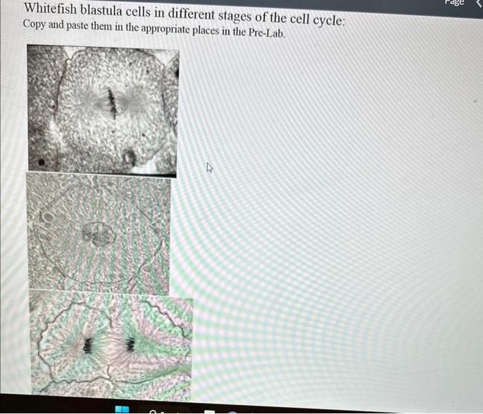 Solved Whitefish blastula cells in different stages of the | Chegg.com