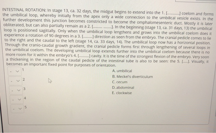 Solved INTESTINAL ROTATION: In stage 13, ca. 32 days, the | Chegg.com
