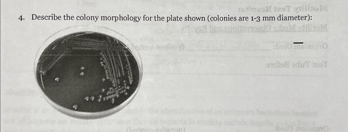 Solved describe the colony morphology for the plate shown | Chegg.com