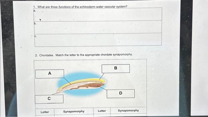 Solved 1. What are three functions of the echinoderm water | Chegg.com