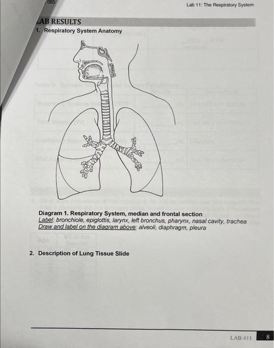 Solved 1. Respiratory System Anatomy Diagram 1. Respiratory | Chegg.com