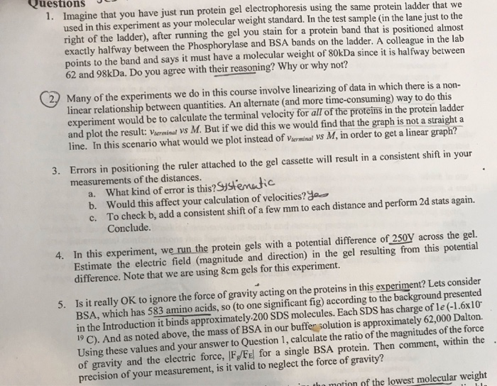 Solved Questions 1. Imagine that you have just run protein | Chegg.com
