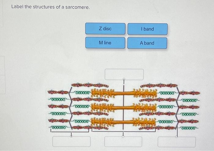 Solved Label the structures of a sarcomere. Z disc I band M | Chegg.com