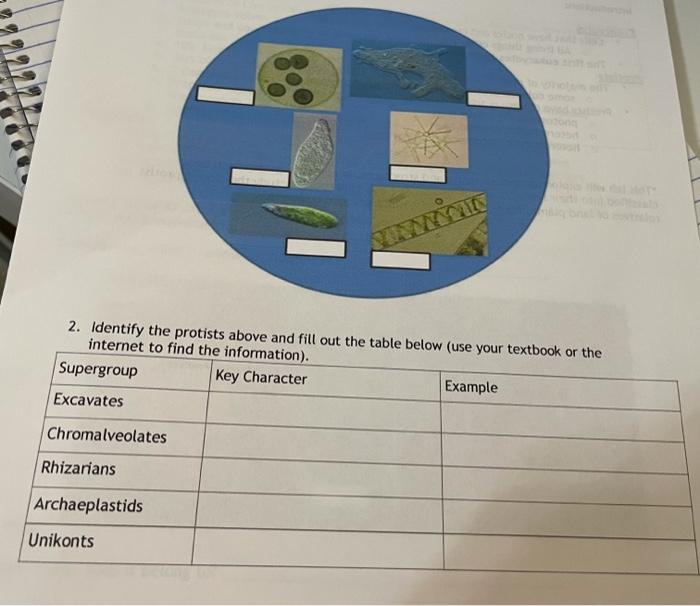 Solved 2. Identify the protists above and fill out the table | Chegg.com