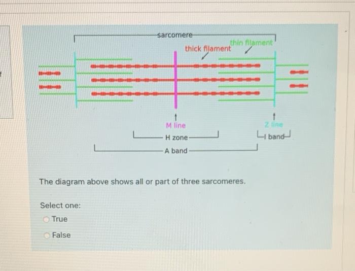 Solved Sarcomere thin filament thick filament? M line 1 2 | Chegg.com