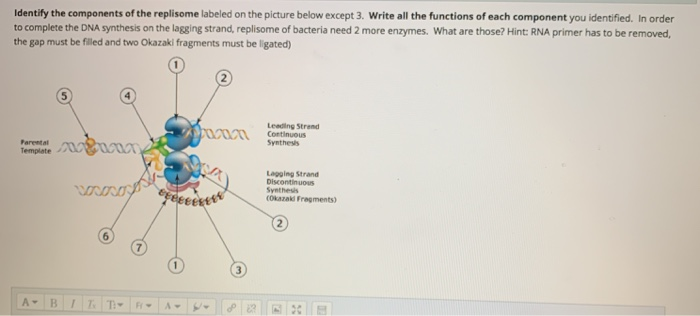 Solved Identify the components of the replisome labeled on | Chegg.com