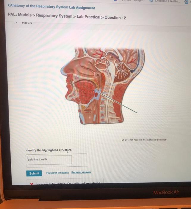 Solved Checkout Testbe Respiratory System > Lab Practical > | Chegg.com