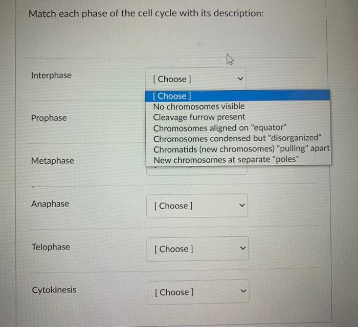 Solved Match each phase of the cell cycle with its | Chegg.com