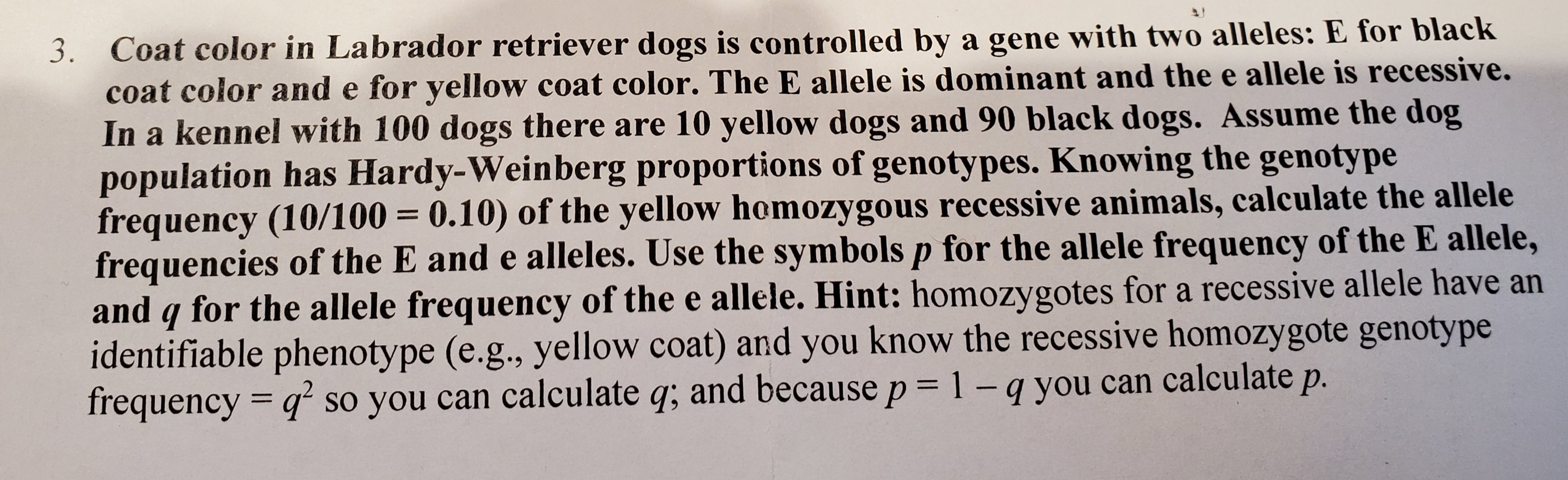 Solved Coat color in Labrador retriever dogs is controlled | Chegg.com