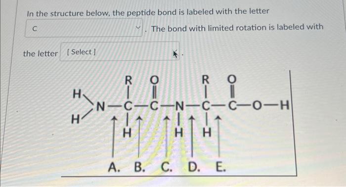 Solved In the structure below, the peptide bond is labeled | Chegg.com