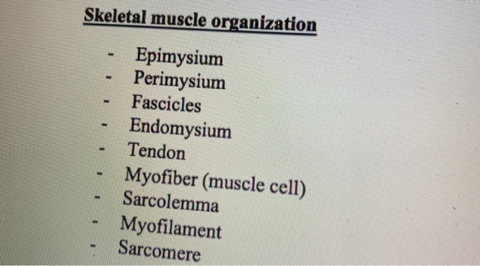 Solved Skeletal muscle organization Epimysium Perimysium | Chegg.com