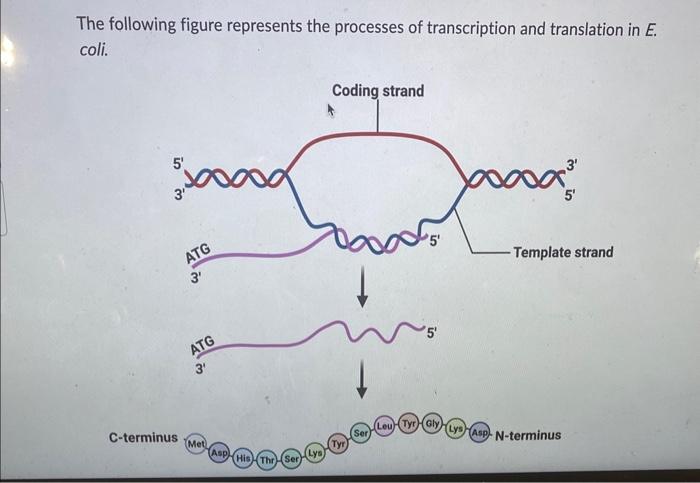 Solved The following figure represents the processes of | Chegg.com