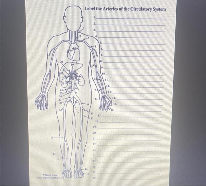 Circulatory System Diagram For Kids To Label