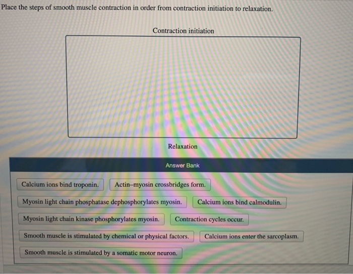 Solved Place the steps of smooth muscle contraction in order | Chegg.com