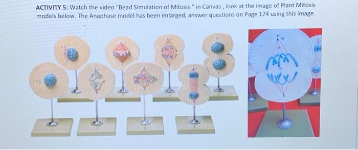 Solved ACTIVITY 5: Watch the video "Bead Simulation of | Chegg.com