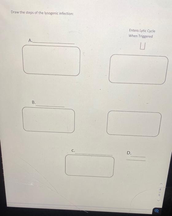 Solved Draw the steps of the lysogenic infection: Enters | Chegg.com
