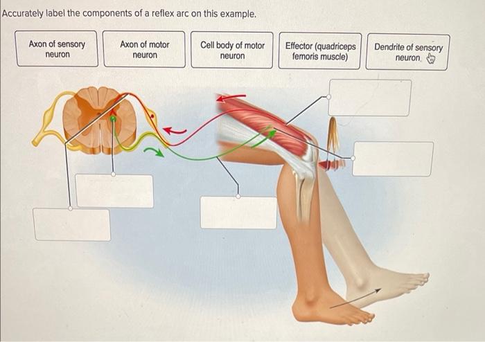 Solved Correctly identify and label the structures | Chegg.com