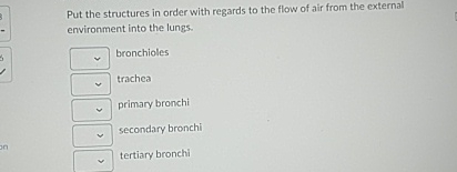 Solved Put the structures in order with regards to the flow | Chegg.com