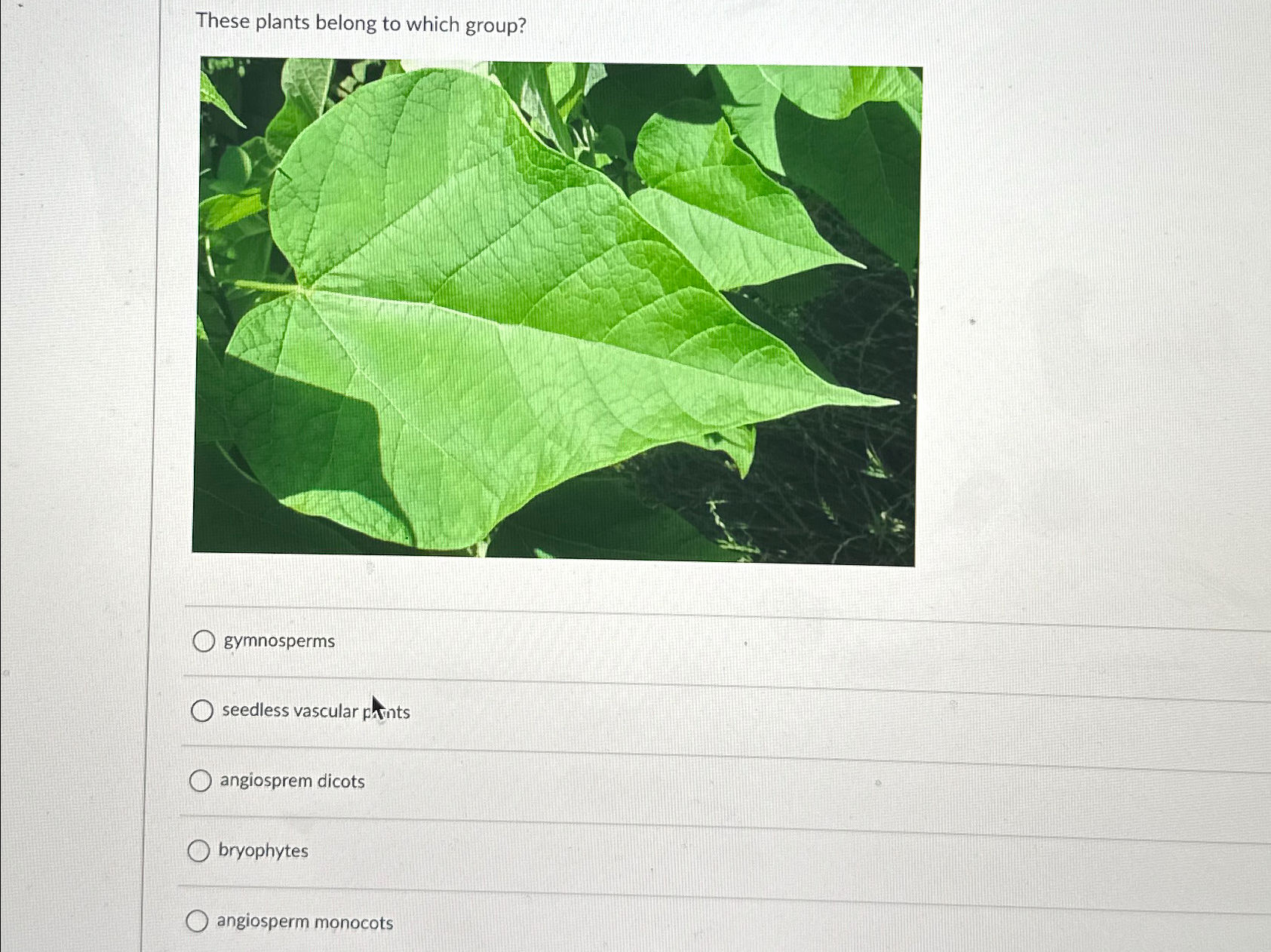 Solved These plants belong to which | Chegg.com